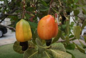 CASHEW INFORMATION – Cashews
